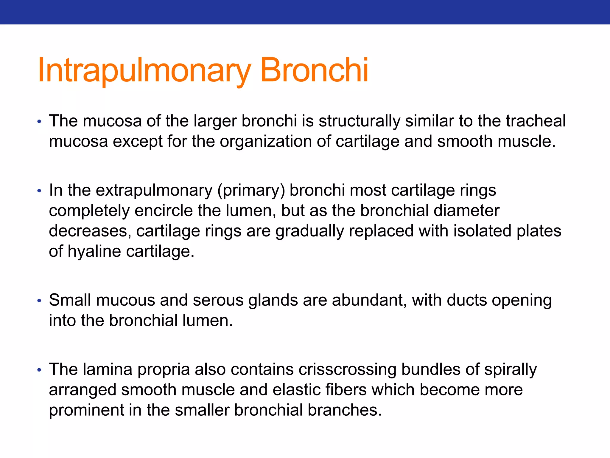 Pulmonology Histology | PPTX