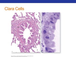 Pulmonology Histology | PPTX
