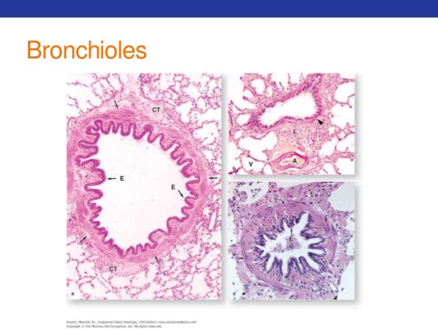Conducting Bronchioles Histology