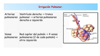 Pulmón_inarvación_pleuras_hilio_anatomía de superficie.pptx.pdf