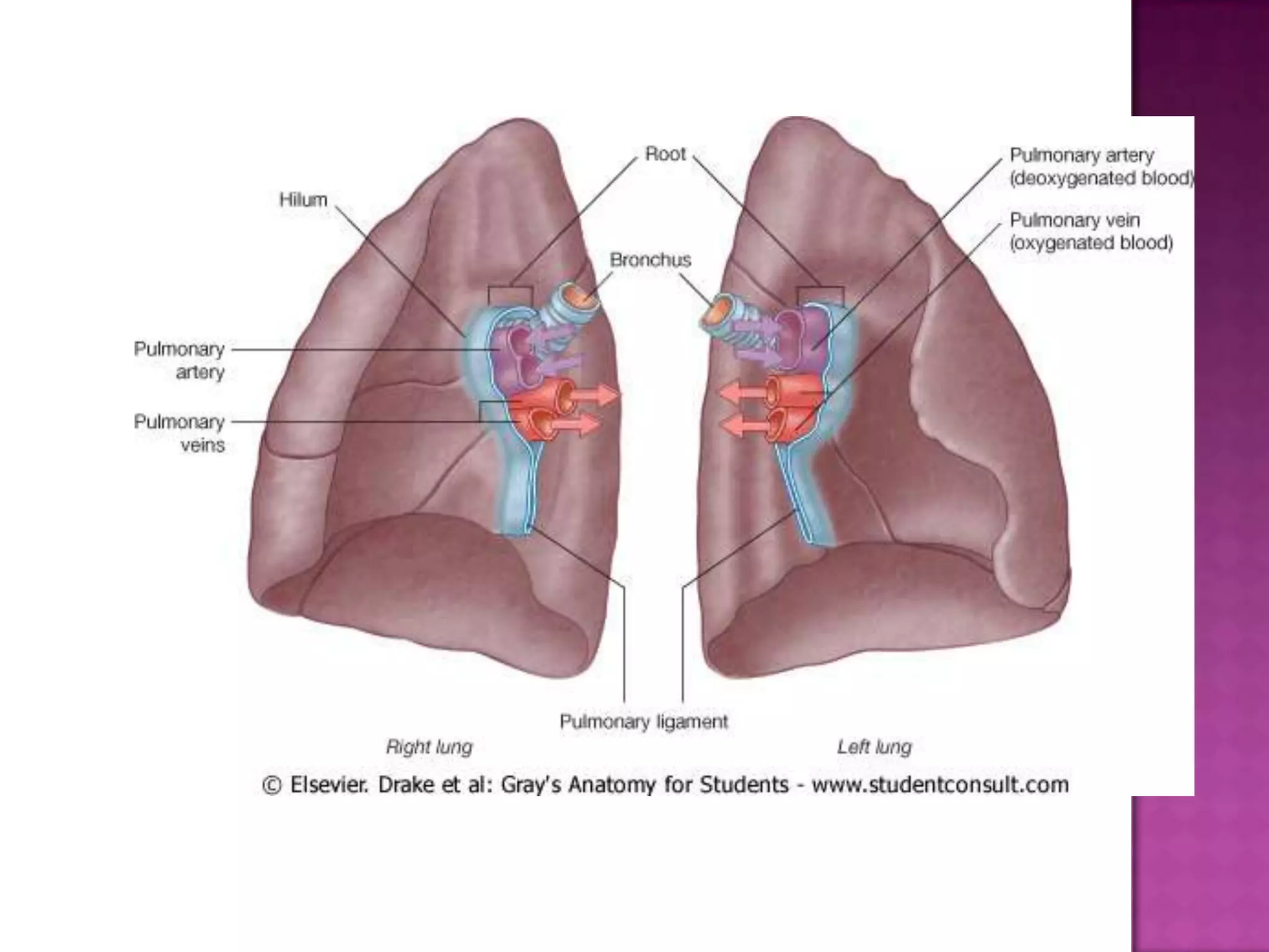 Estructura del Pulmón Anatomia Humana | PPTX