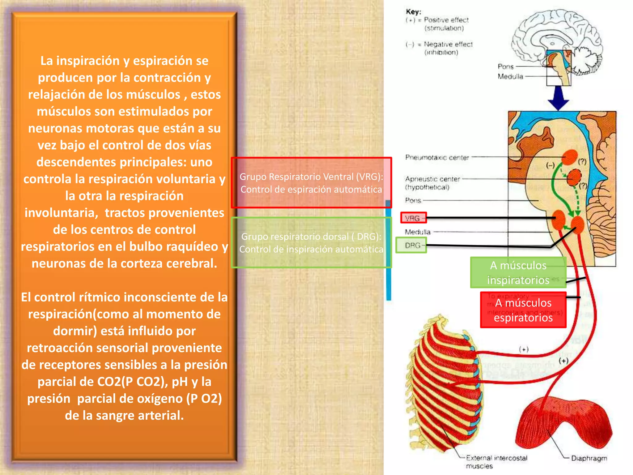 Pulmon regulacion de la respiracion o centros de control de respiracion ...