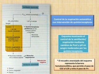 Pulmon regulacion de la respiracion o centros de control de respiracion ...