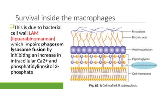 Pulmonary Tuberculosis: Comprehensive Overview of Diagnosis, Treatment ...
