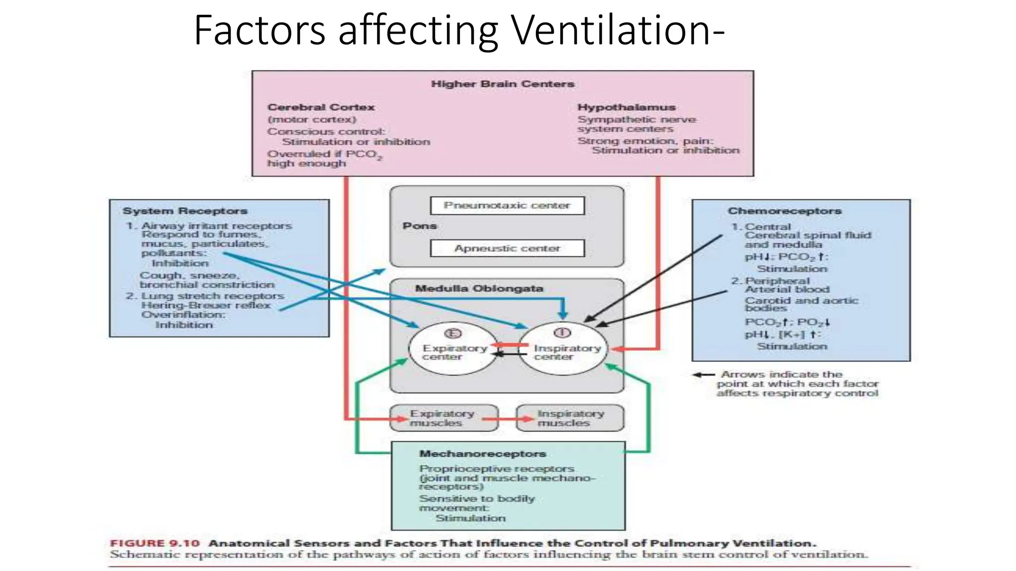 Pulmonary Adaptations in Athletes [Autosaved].pptx