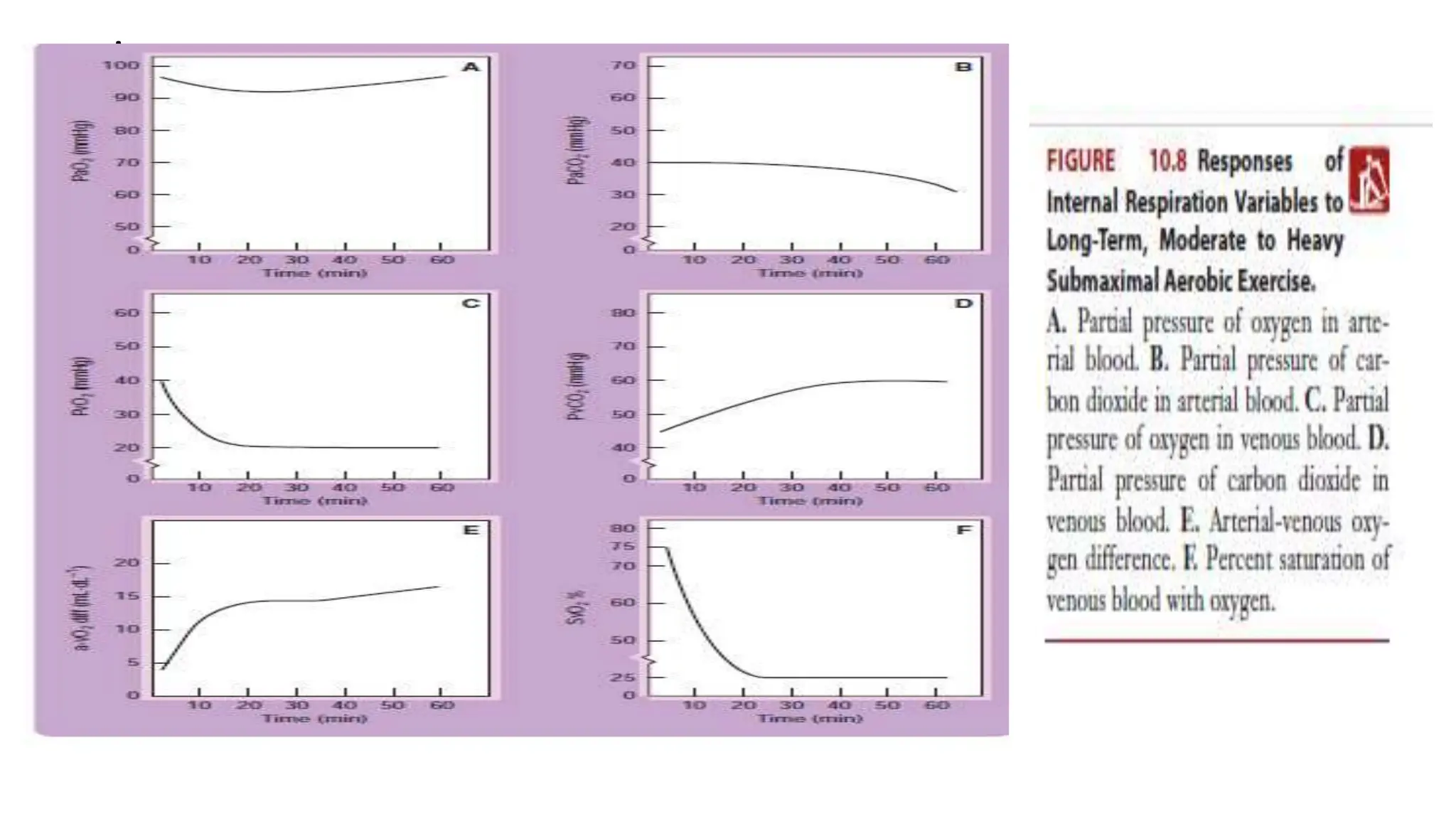 Pulmonary Adaptations in Athletes [Autosaved].pptx