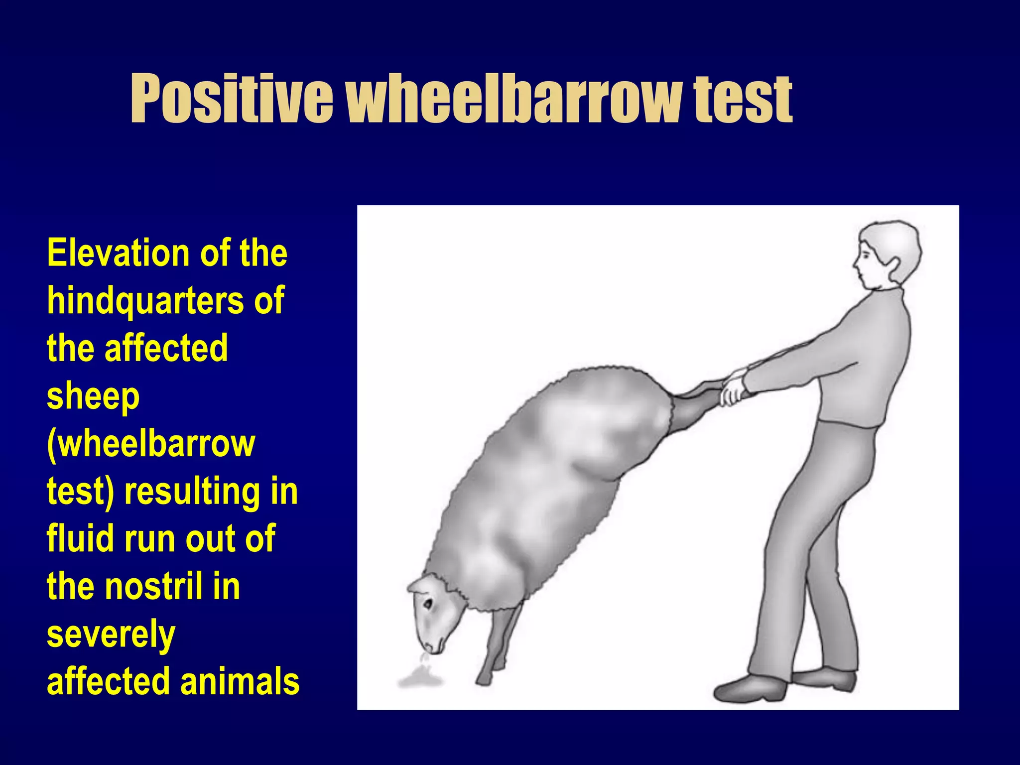 Pulmonary adenomatosis by prof mohamed ghanem | PDF