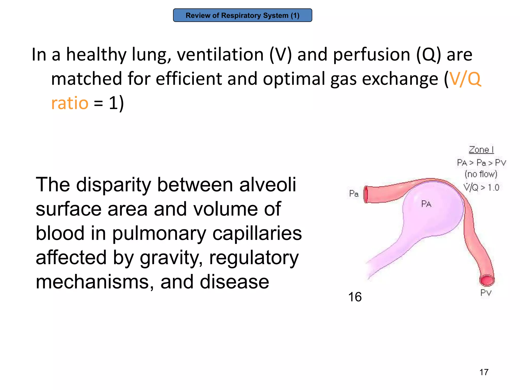 Pulmonary anat phys lung scint principles | PPTX
