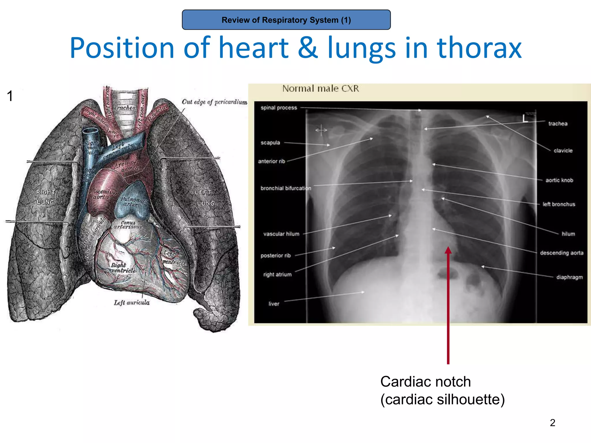 Pulmonary anat phys lung scint principles | PPTX