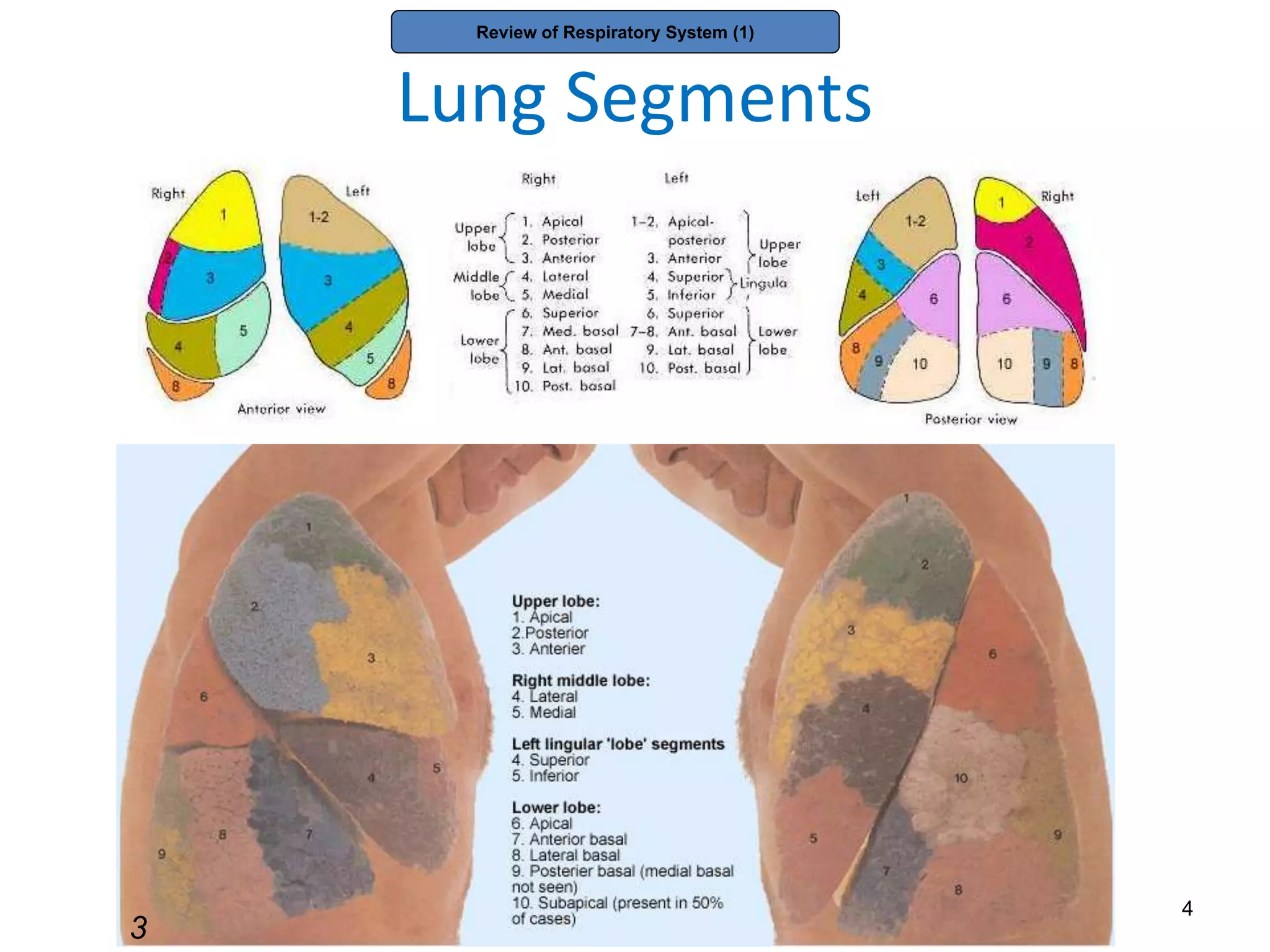 Pulmonary anat phys lung scint principles | PPTX