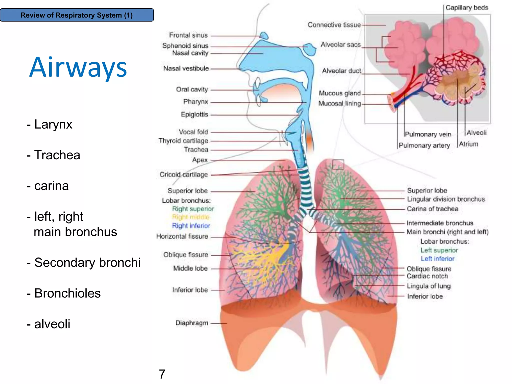 Pulmonary anat phys lung scint principles | PPTX
