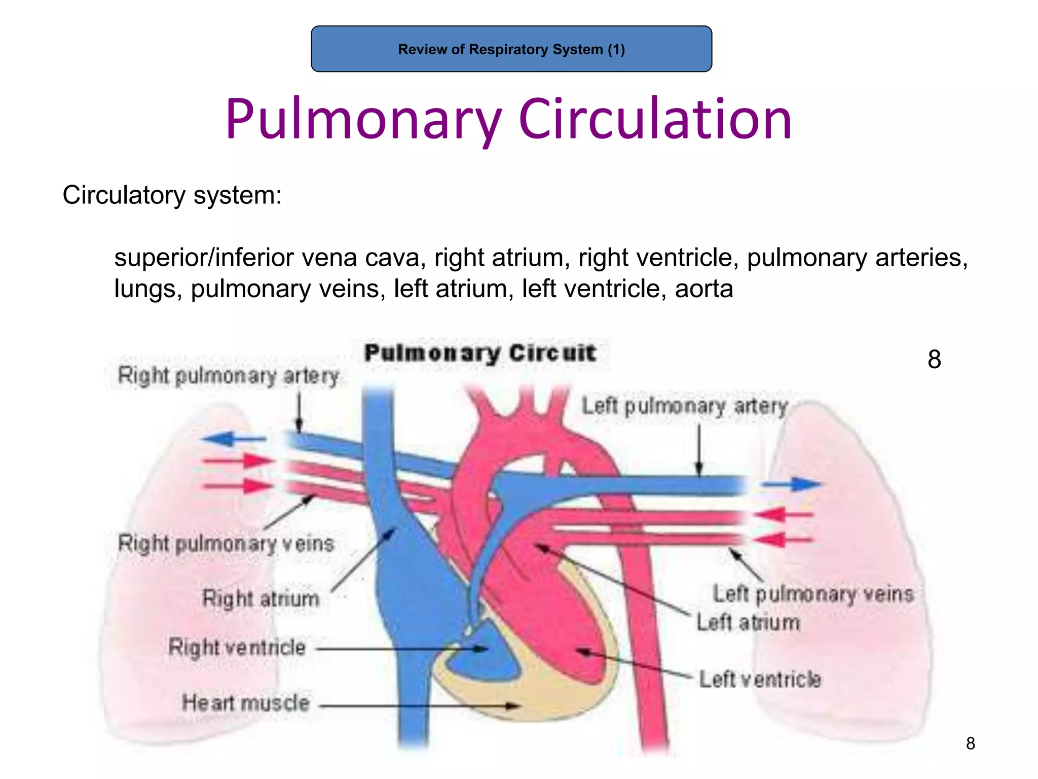 Pulmonary anat phys lung scint principles | PPTX