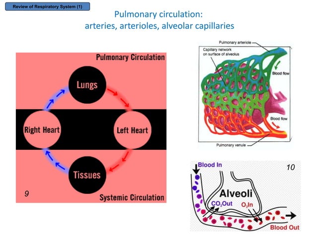 Pulmonary anat phys lung scint principles | PPTX