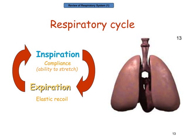 Pulmonary anat phys lung scint principles | PPTX