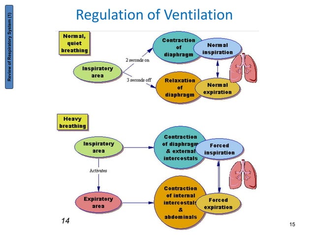 Pulmonary anat phys lung scint principles | PPTX