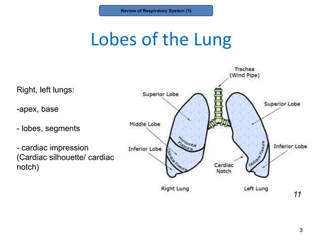 Pulmonary anat phys lung scint principles | PPTX