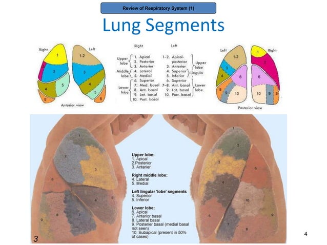 Pulmonary anat phys lung scint principles | PPTX