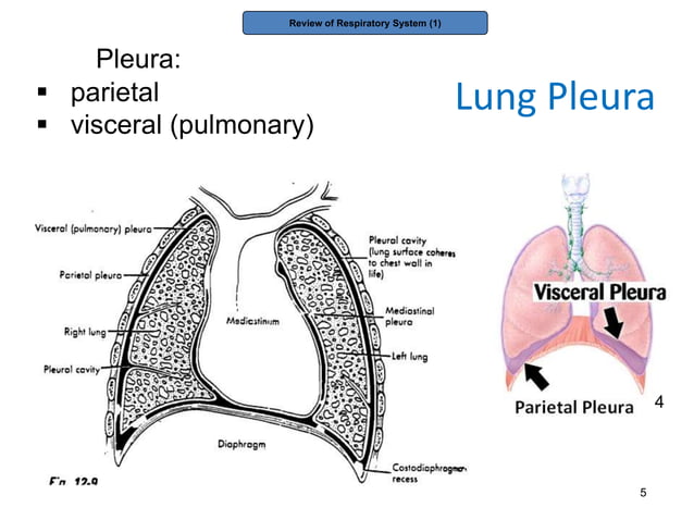 Pulmonary anat phys lung scint principles | PPTX