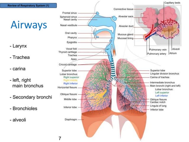 Pulmonary anat phys lung scint principles | PPTX