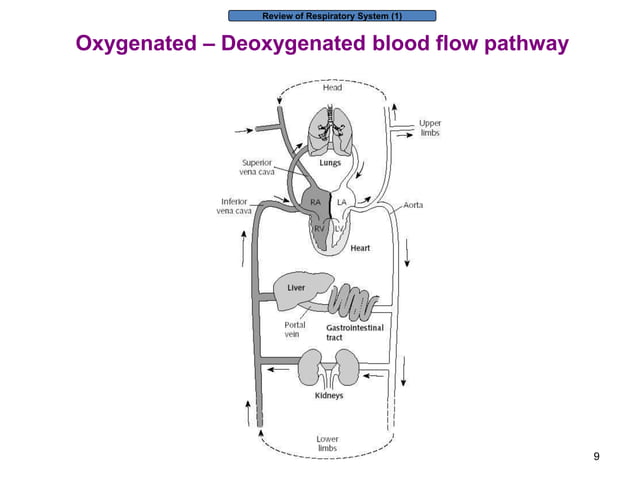 Pulmonary anat phys lung scint principles | PPTX