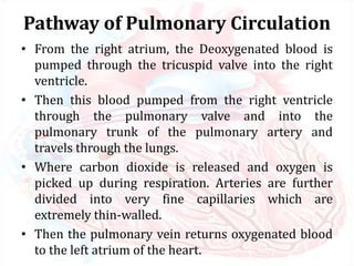 pulmonaryandsystemiccirculation-160826090029.pdf