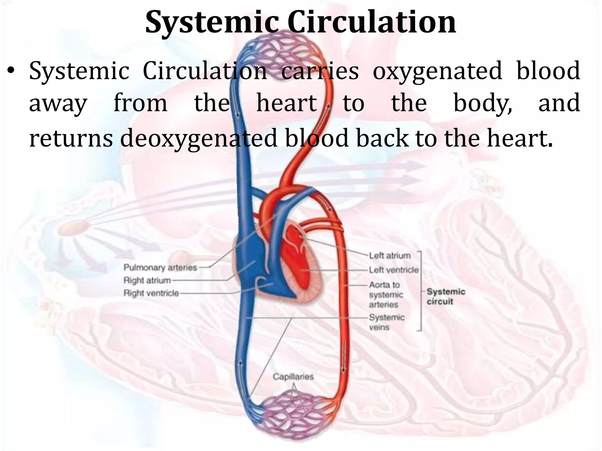 Pulmonary and systemic circulation | PPSX