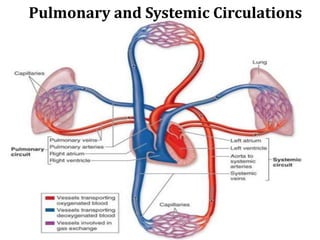 Pulmonary and systemic circulation | PPSX