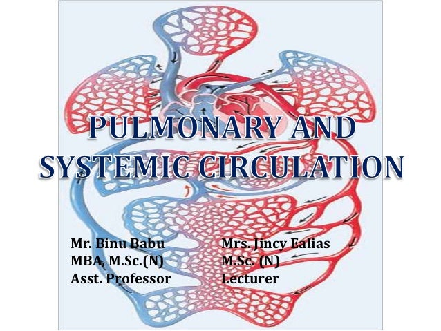 Pulmonary And Systemic Circulation Diagram