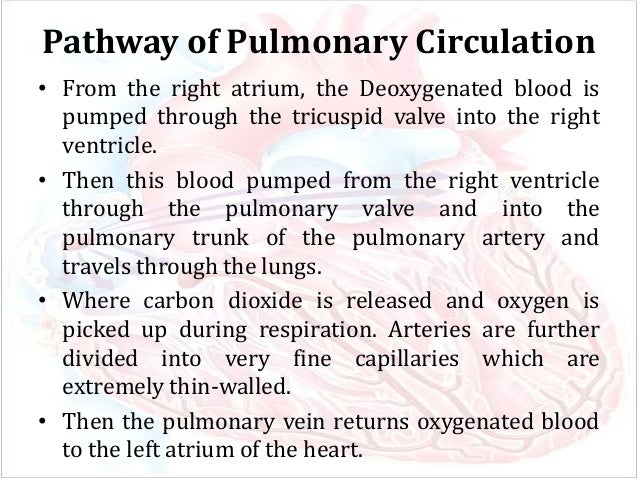 Pulmonary and systemic circulation