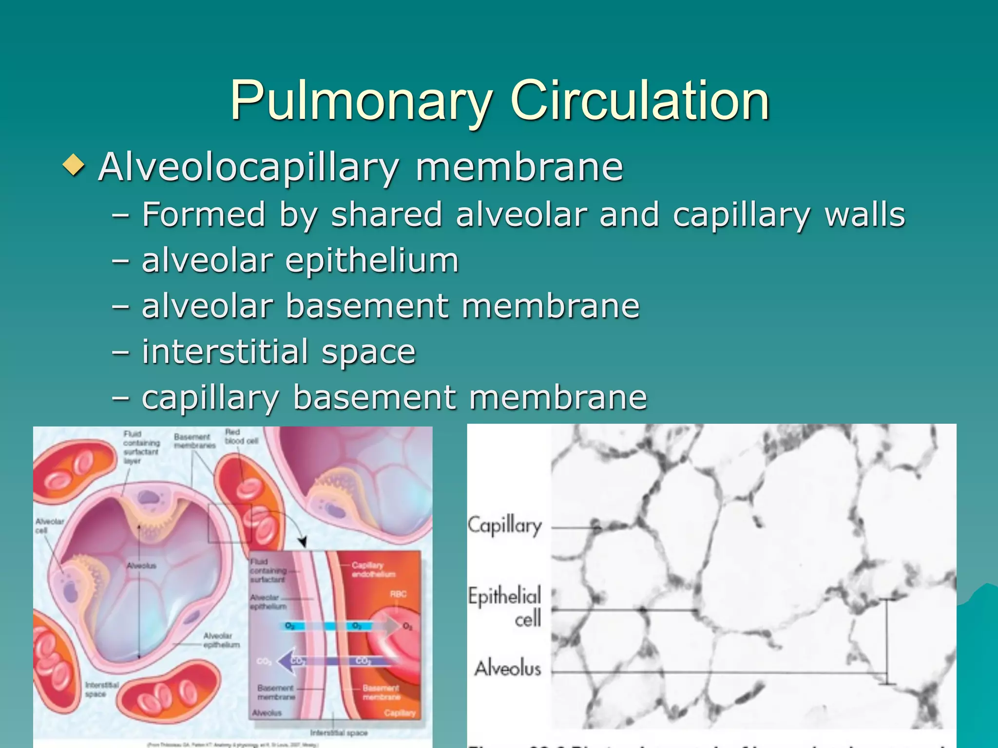 Pulmonary a p s10 | KEY