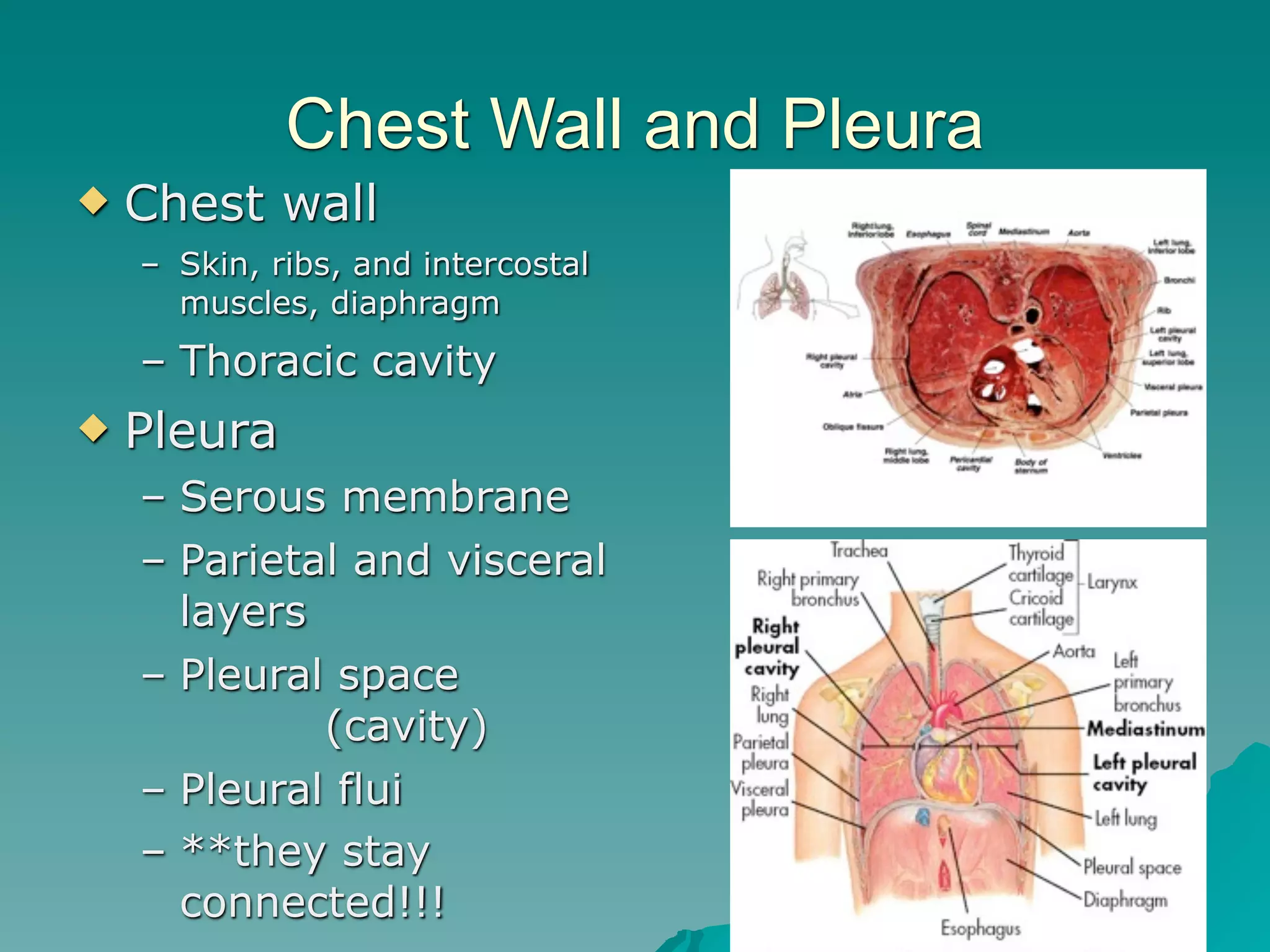Pulmonary a p s10 | KEY