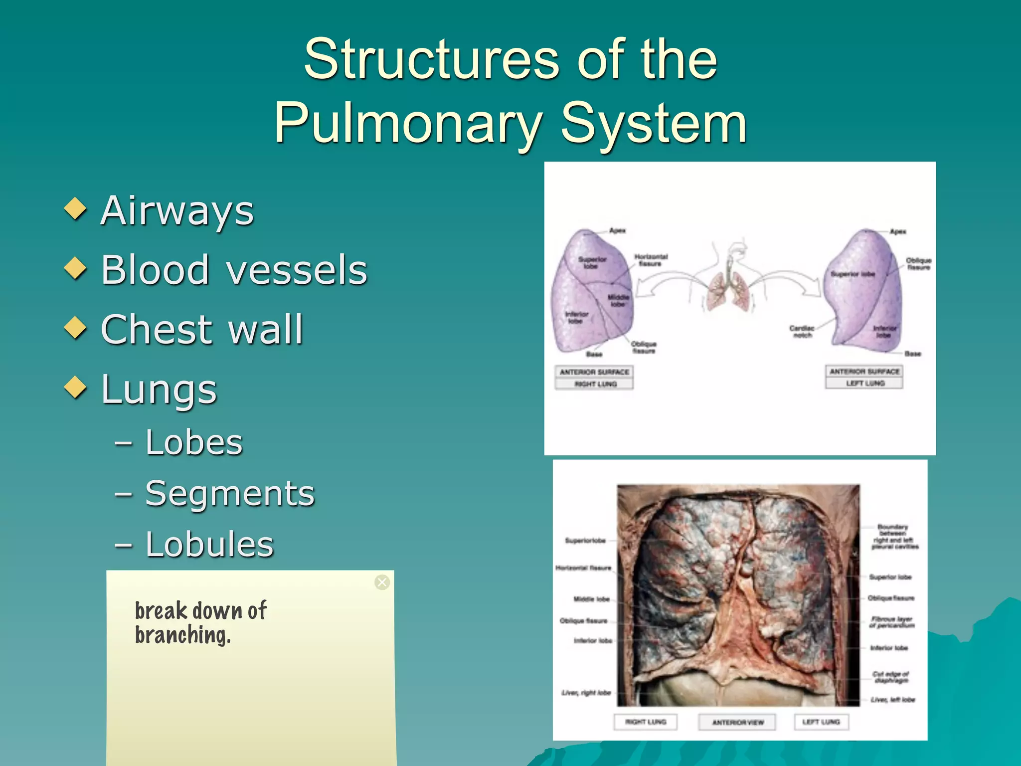Pulmonary a p s10 | KEY