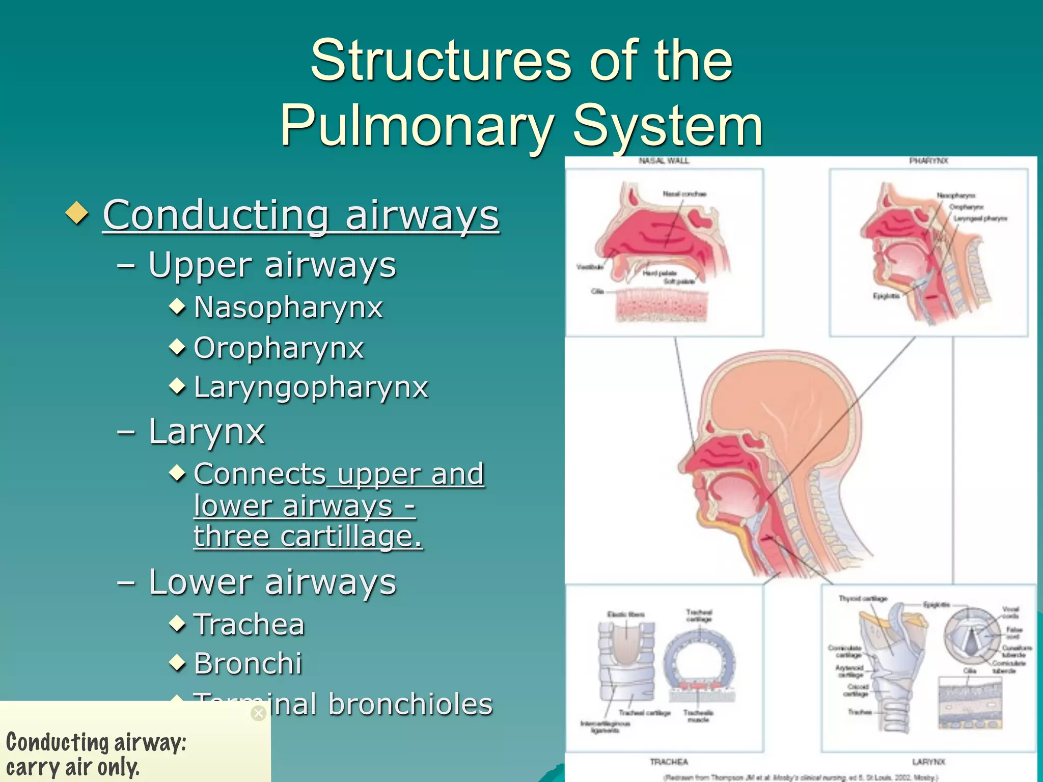 Pulmonary a p s10 | KEY