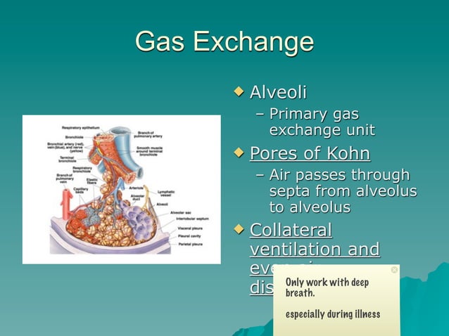 Pulmonary a p s10 | PPT