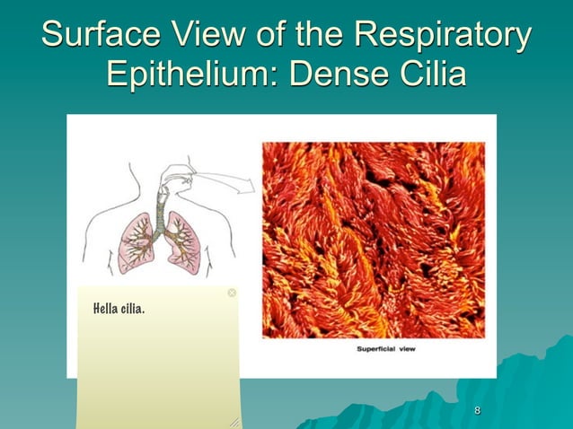 Pulmonary a p s10 | PPT