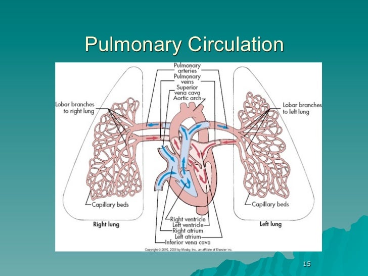 Pulmonary a p s10