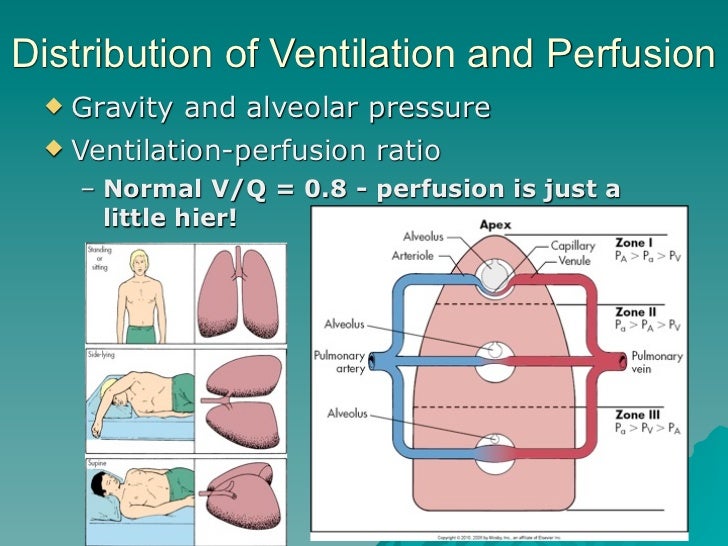 Pulmonary a p s10