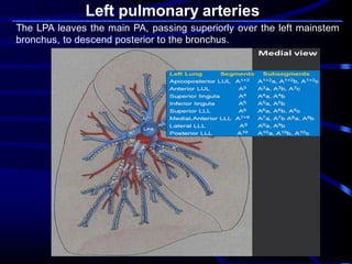 Pulmonary Artery Segmental Anatomy