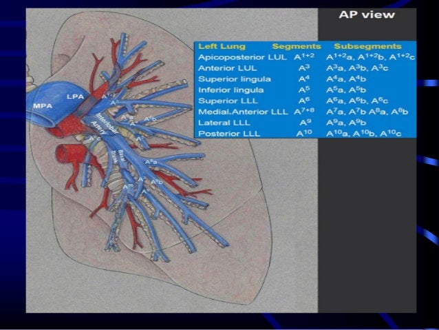 Pulmonary Artery Anatomy and Pulmonary Embolism