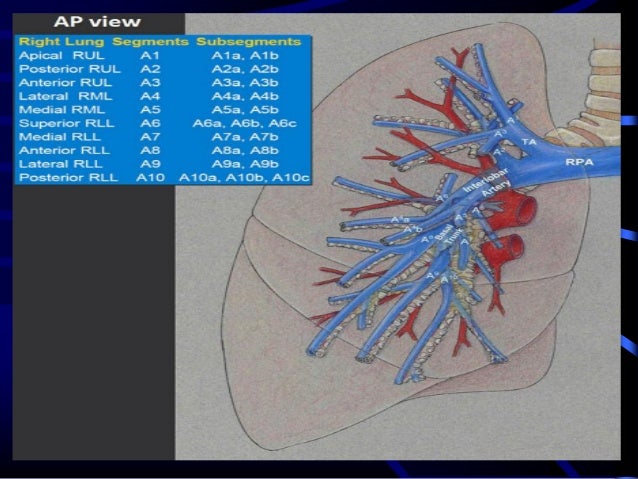 Anatomy Of Pulmonary Artery