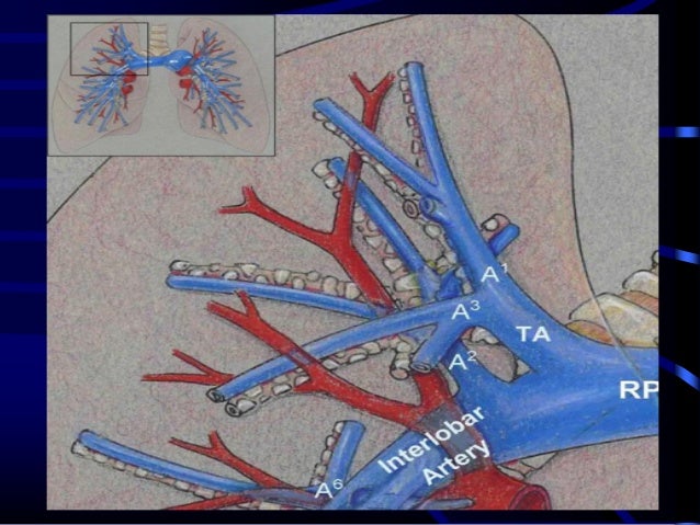 Anatomy Of Pulmonary Artery