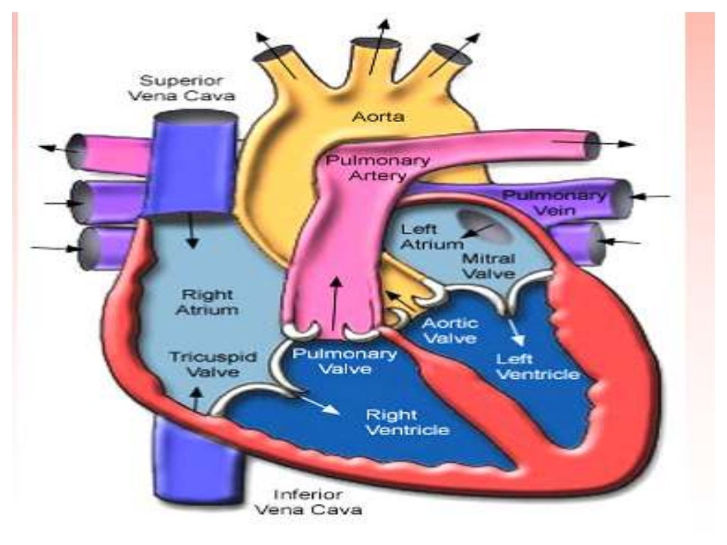 Pulmonary artery catheterization