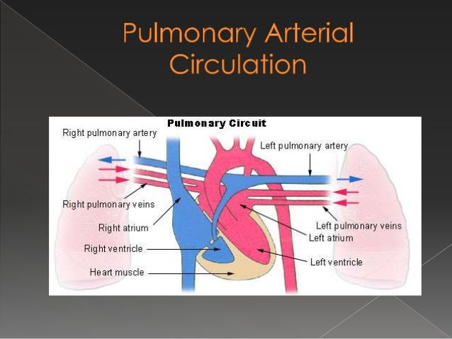 Pulmonary circulation