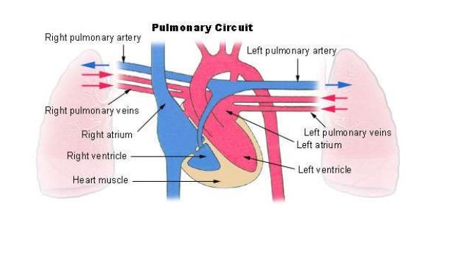 Pulmonary circulation