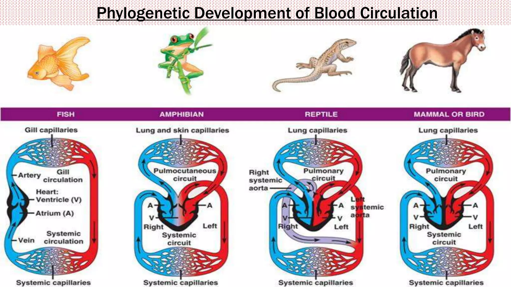 Blood Flow to the Lungs- Pulmonary Circulation | PPTX
