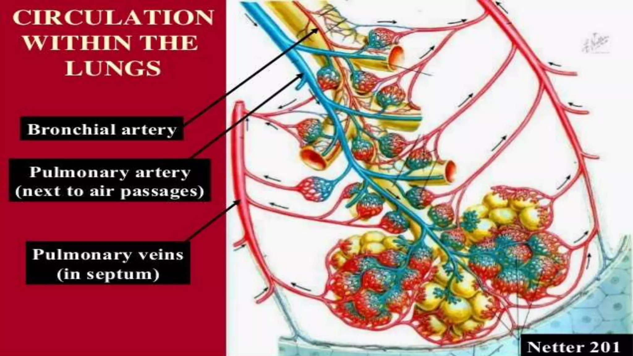 Blood Flow to the Lungs- Pulmonary Circulation | PPTX