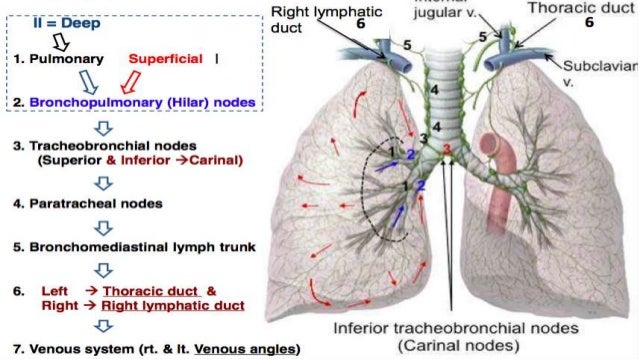 Blood Flow to the Lungs- Pulmonary Circulation