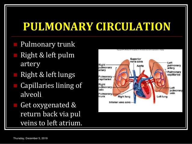 Pulmonary circulation