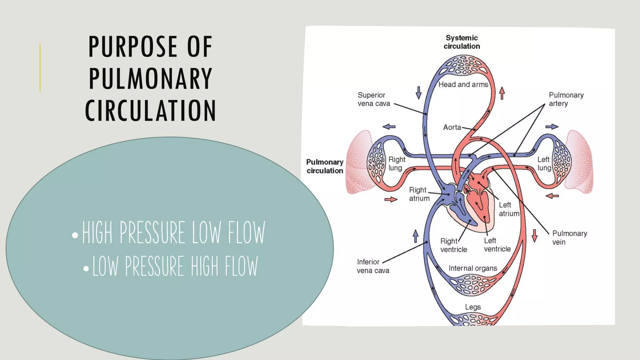 Pulmonary circulation.pdf