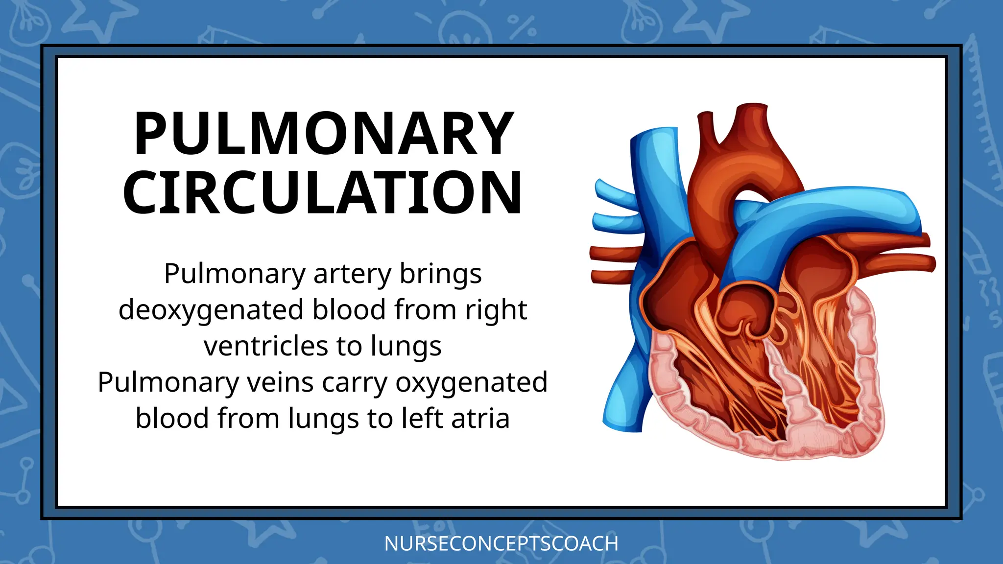PULMONARY CIRCULATION- Pulmonary artery and vein.pptx